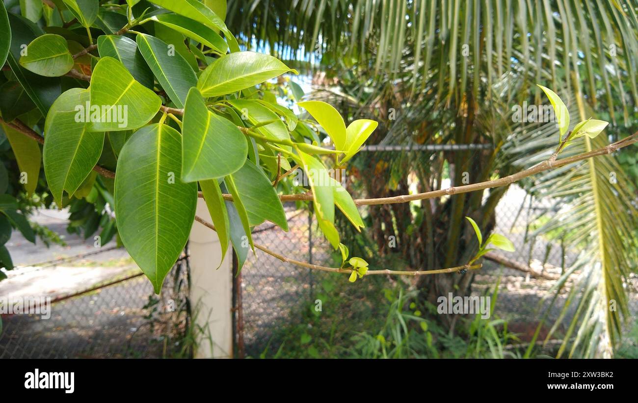 Pacific Banyan (Ficus prolixa) Plantae Stock Photo - Alamy