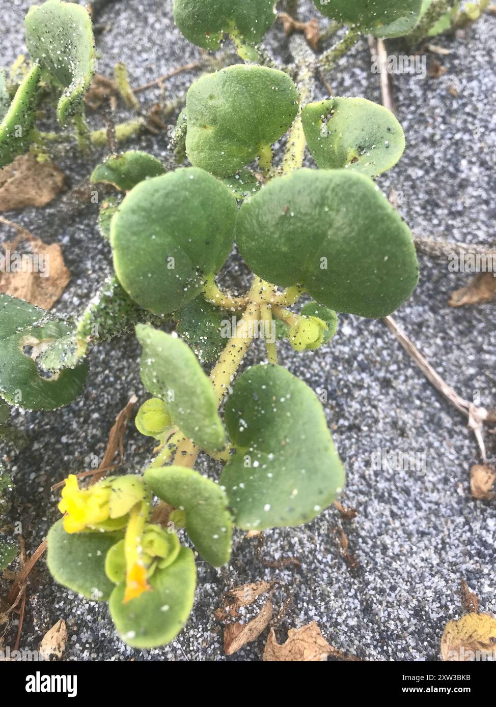 Yellow Sand Verbena (Abronia latifolia) Plantae Stock Photo - Alamy