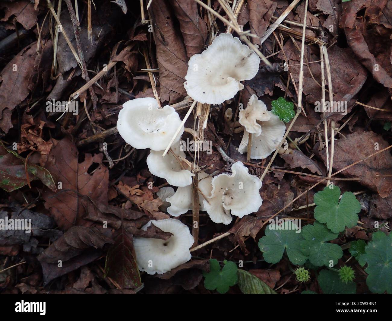 Funnel Woodcap (Lentinus sajor-caju) Fungi Stock Photo - Alamy