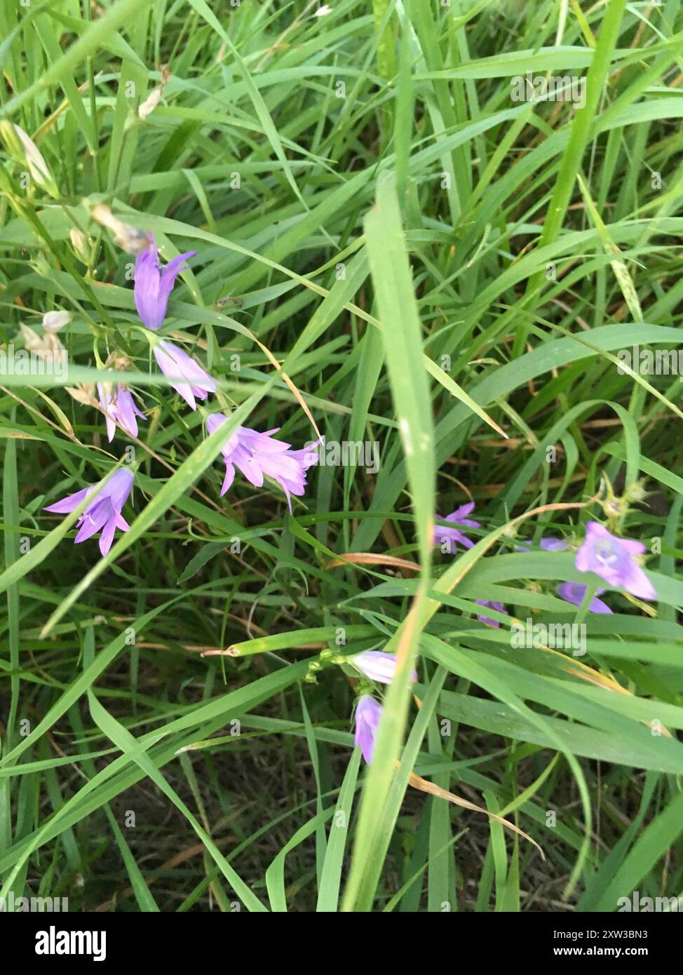 Rampion (Campanula rapunculus) Plantae Stock Photo - Alamy
