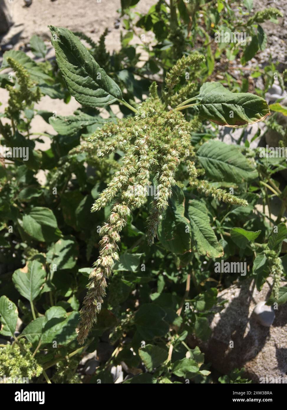 Redroot Amaranth (Amaranthus retroflexus) Plantae Stock Photo - Alamy