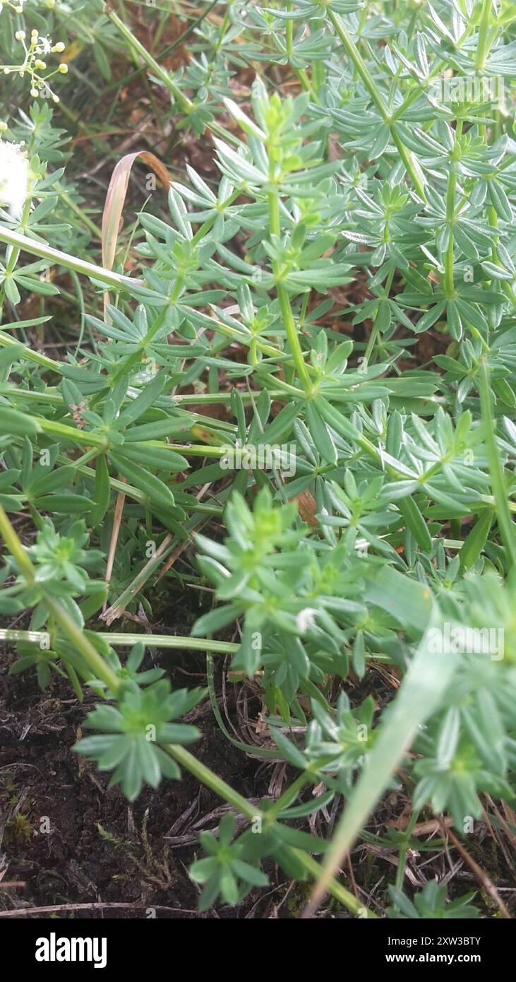 white bedstraw (Galium album) Plantae Stock Photo - Alamy
