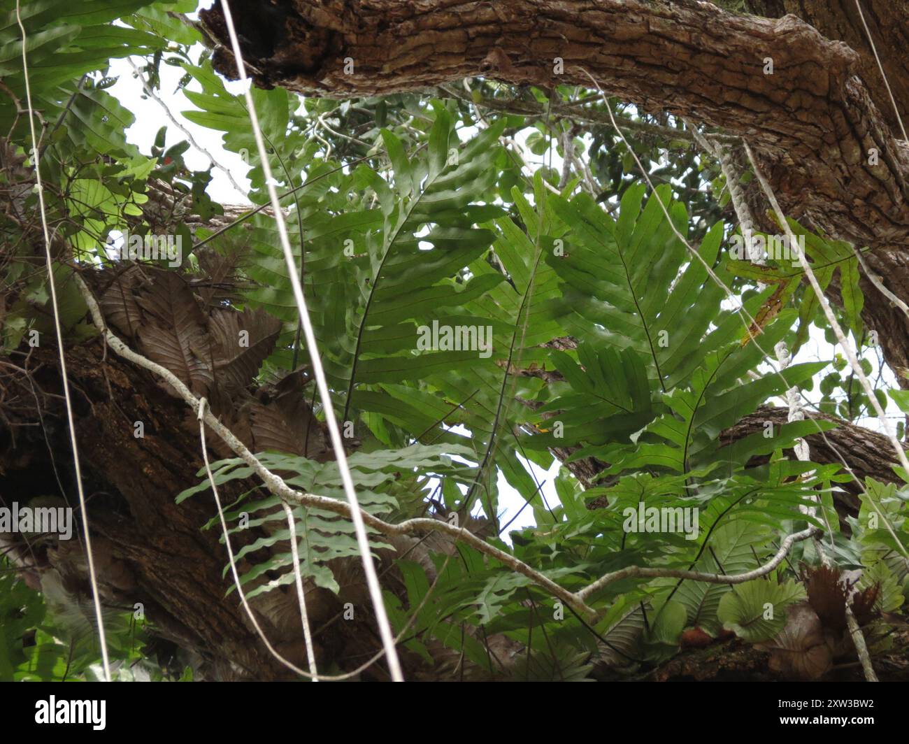Oakleaf fern hi-res stock photography and images - Alamy