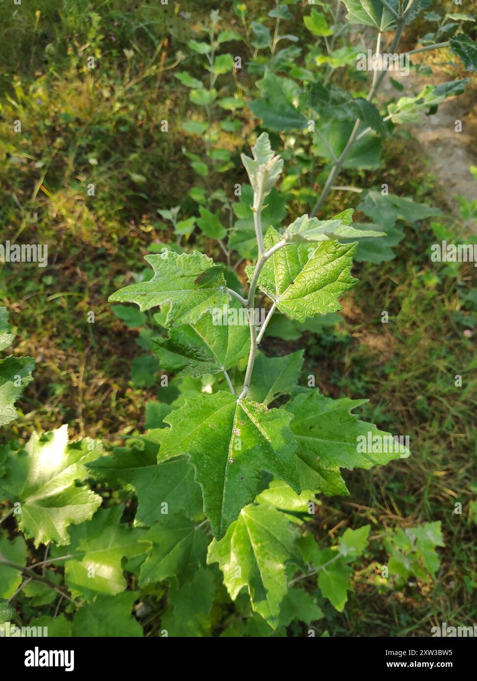 white poplar (Populus alba) Plantae Stock Photo - Alamy