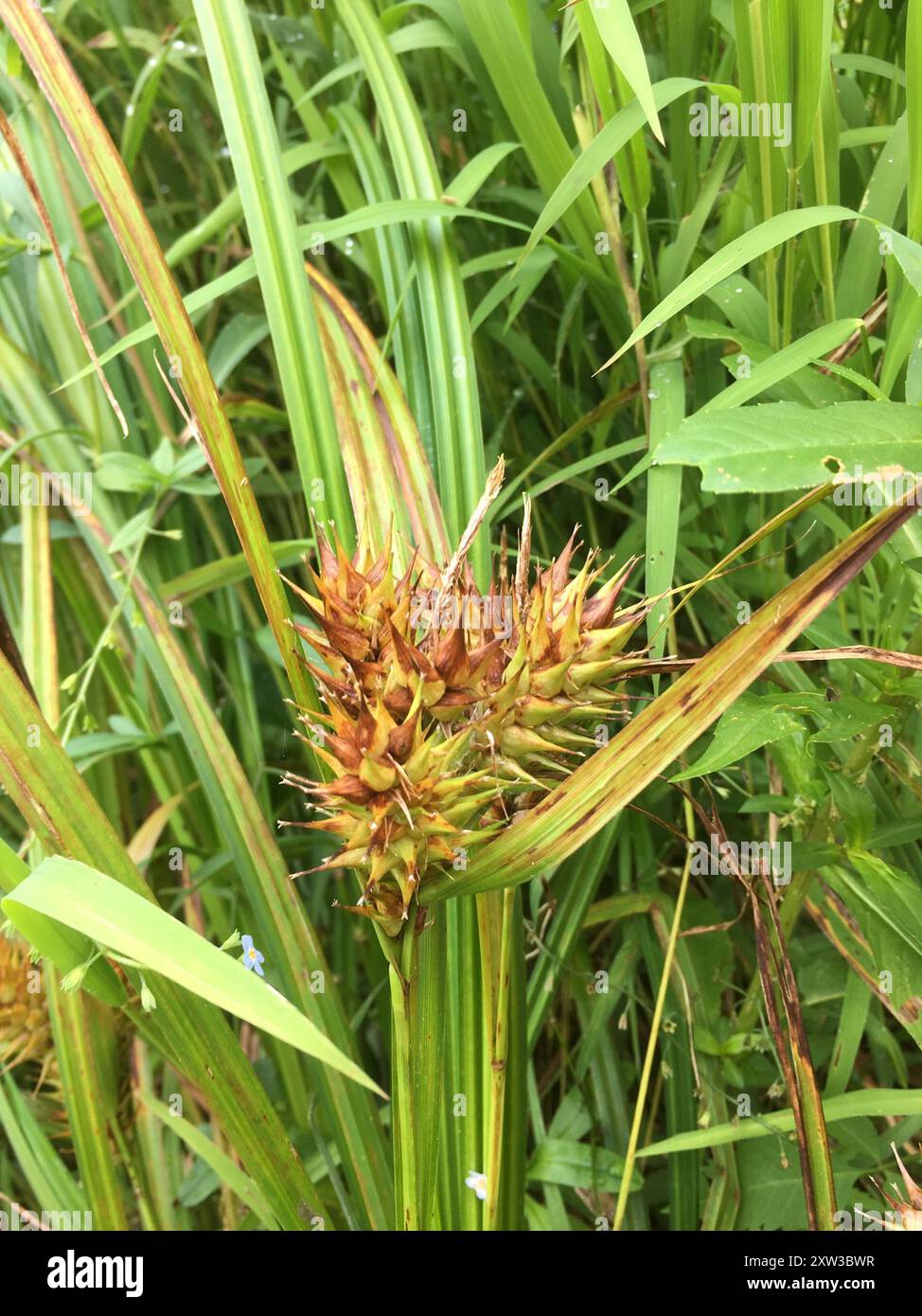 hop sedge (Carex lupulina) Plantae Stock Photo - Alamy