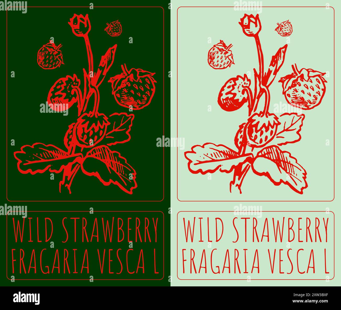 Fragaria vesca botanical illustration Stock Vector Images - Alamy