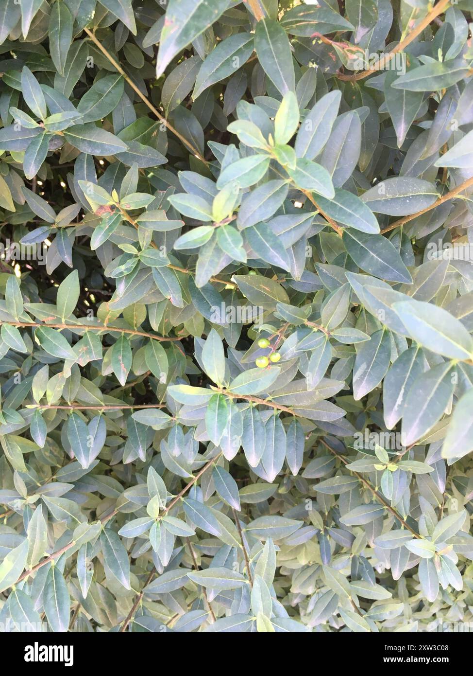 Common Privet (Ligustrum vulgare) Plantae Stock Photo - Alamy