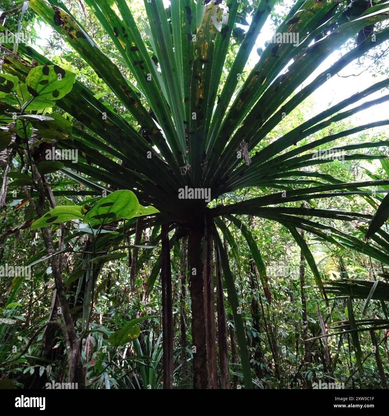 screwpines (Pandanus) Plantae Stock Photo - Alamy