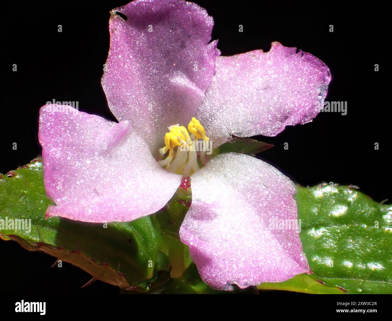 (Sarcopyramis napalensis delicata) Plantae Stock Photo - Alamy