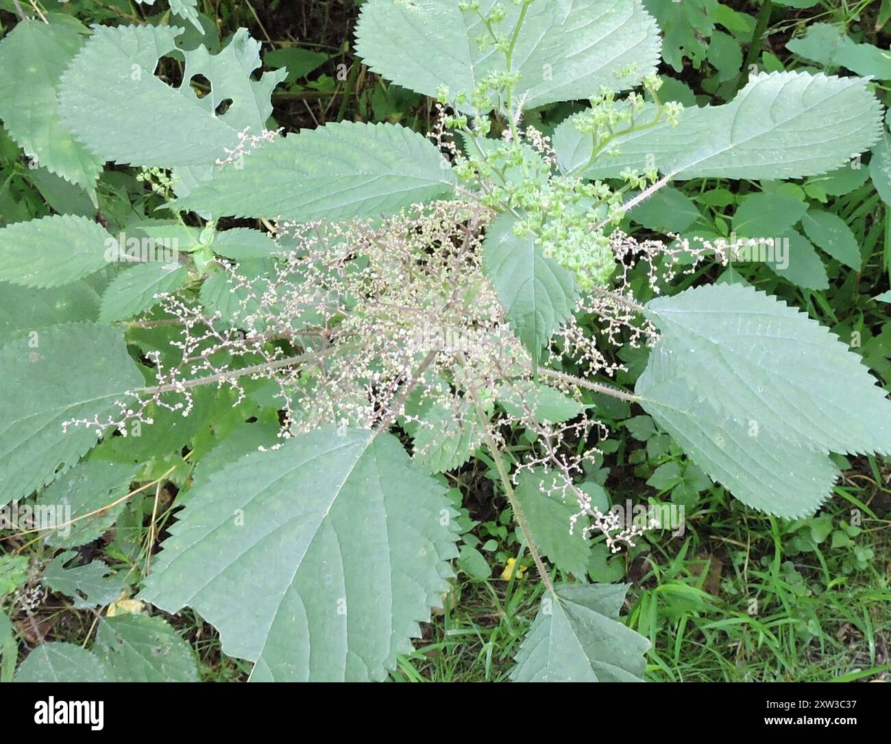 wood nettles (Laportea) Plantae Stock Photo - Alamy