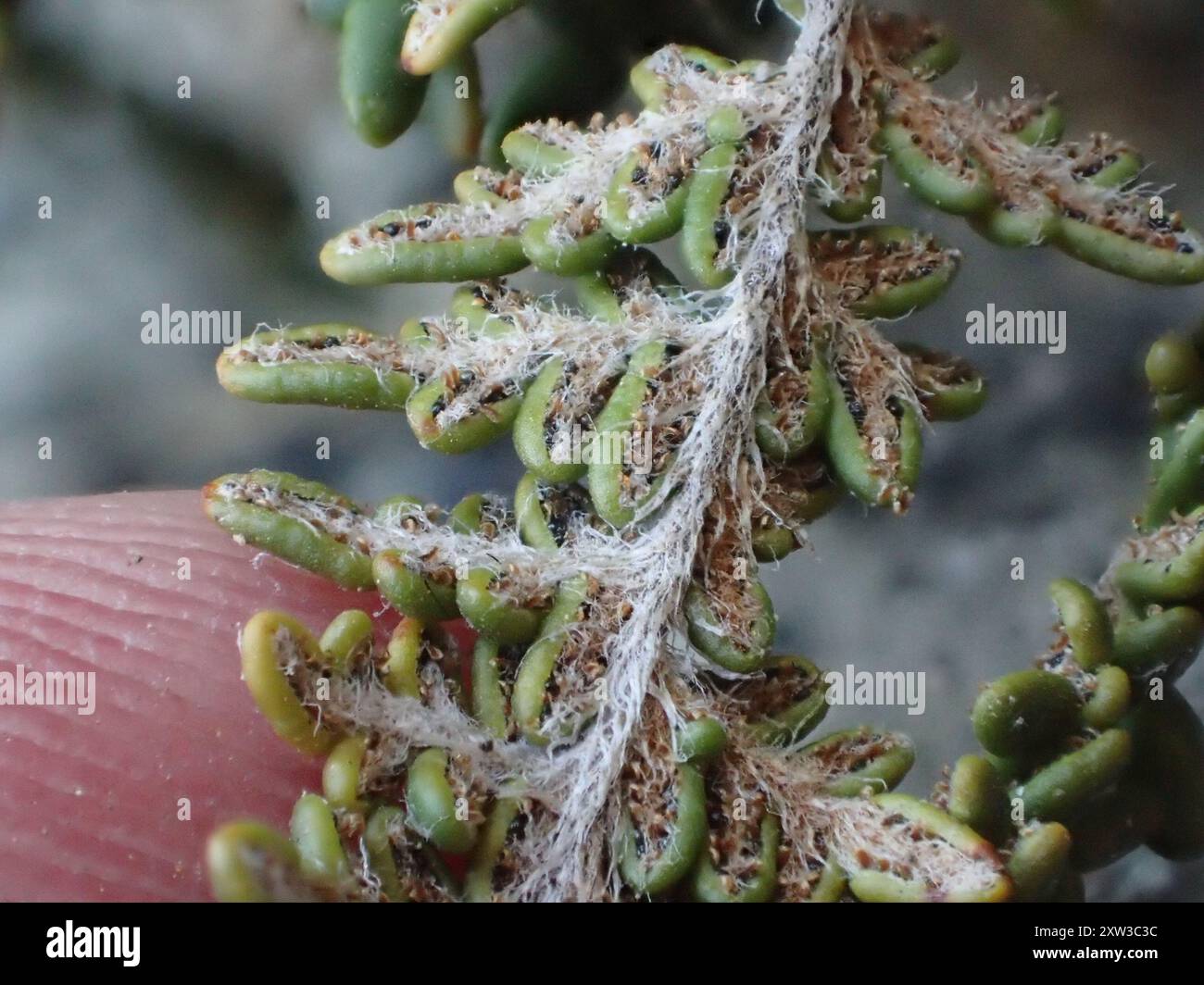 lace lip fern (Myriopteris gracillima) Plantae Stock Photo - Alamy