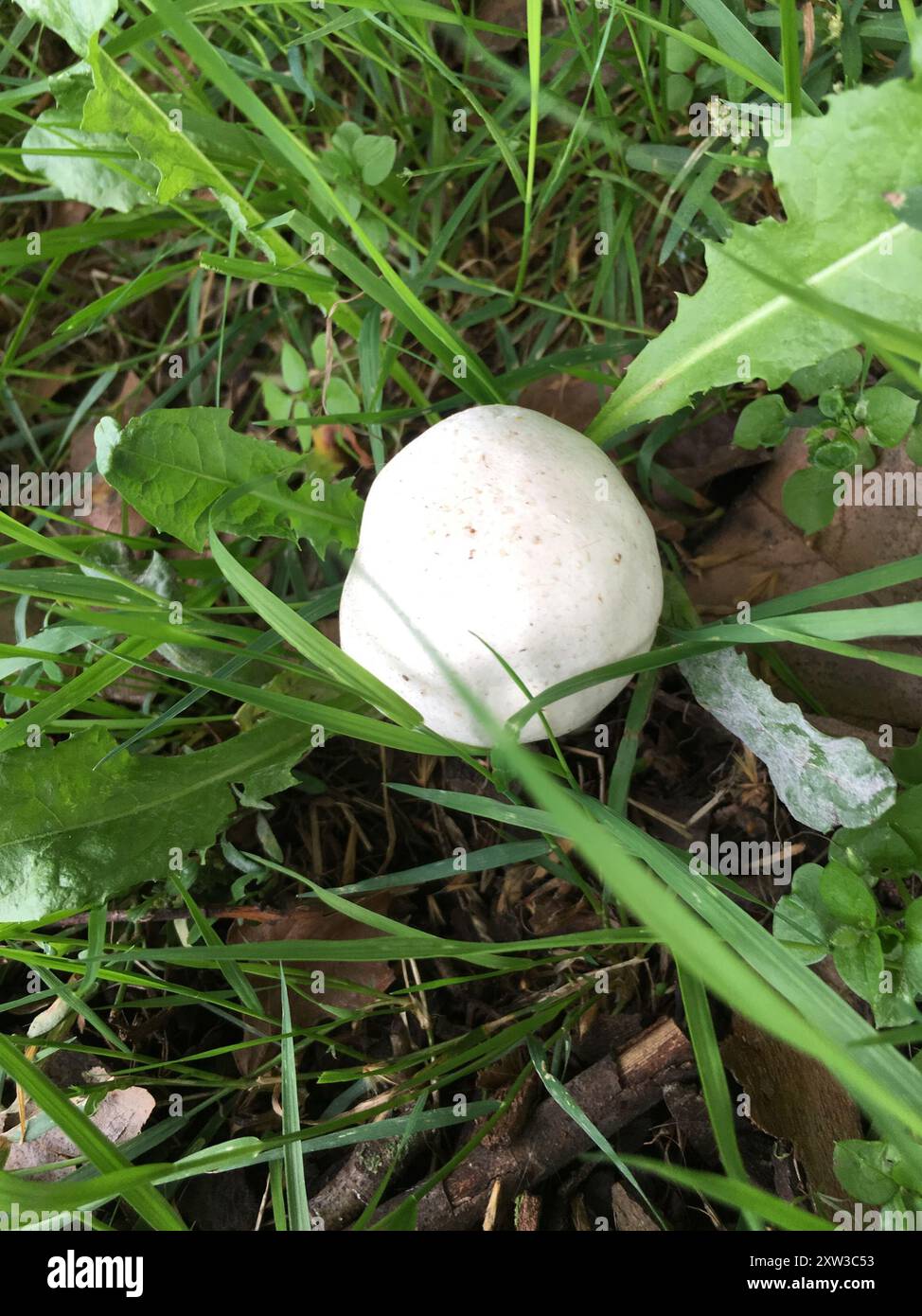 Yellow Stainer (Agaricus xanthodermus) Fungi Stock Photo - Alamy
