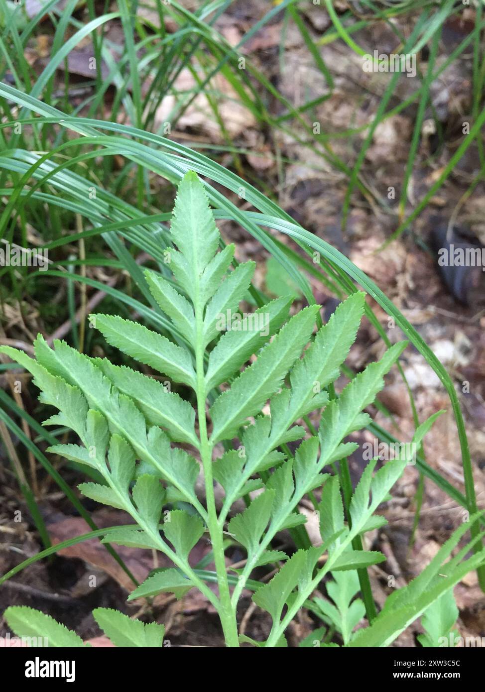 bronze fern (Sceptridium dissectum obliquum) Plantae Stock Photo - Alamy