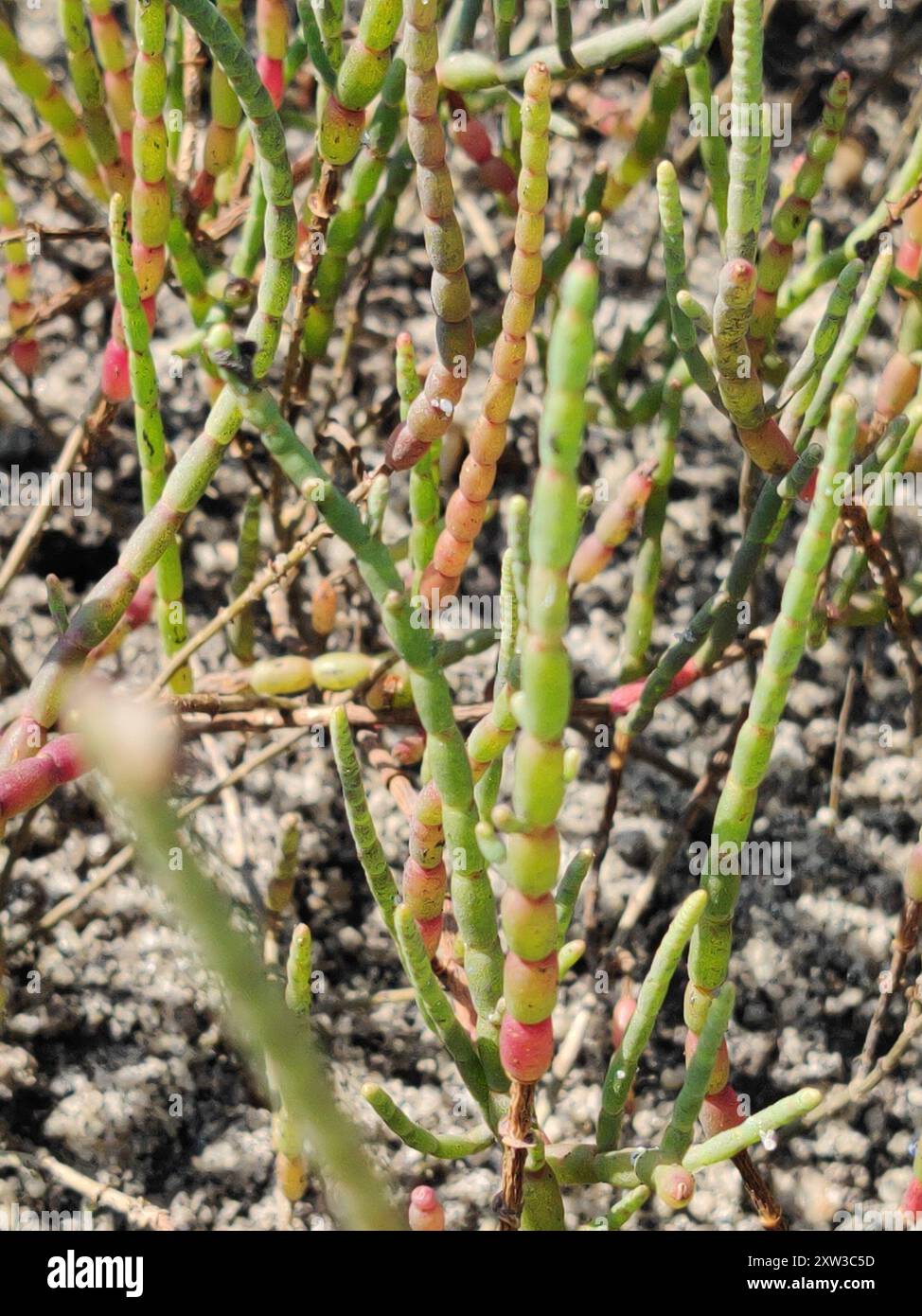 perennial glasswort (Salicornia ambigua) Plantae Stock Photo - Alamy