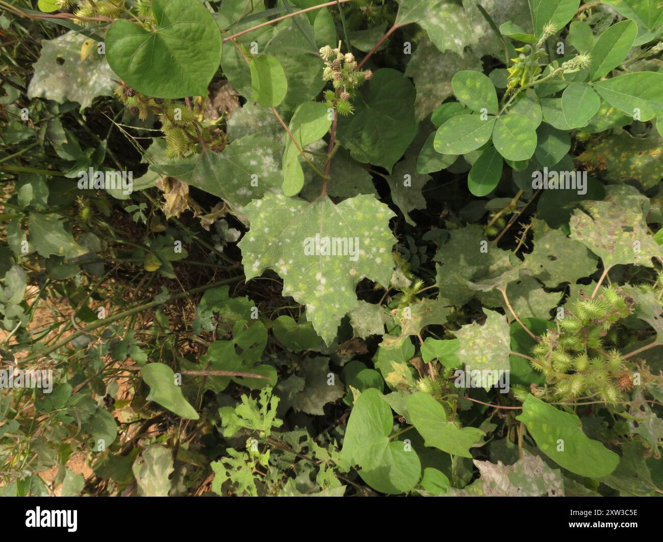 Caesar weed (Urena lobata) Plantae Stock Photo - Alamy