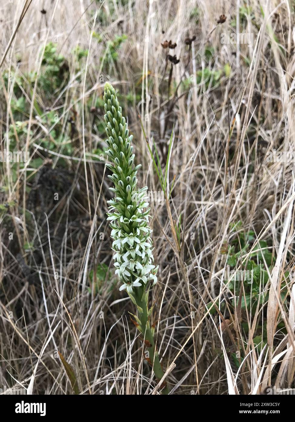 Elegant piperia hi-res stock photography and images - Alamy