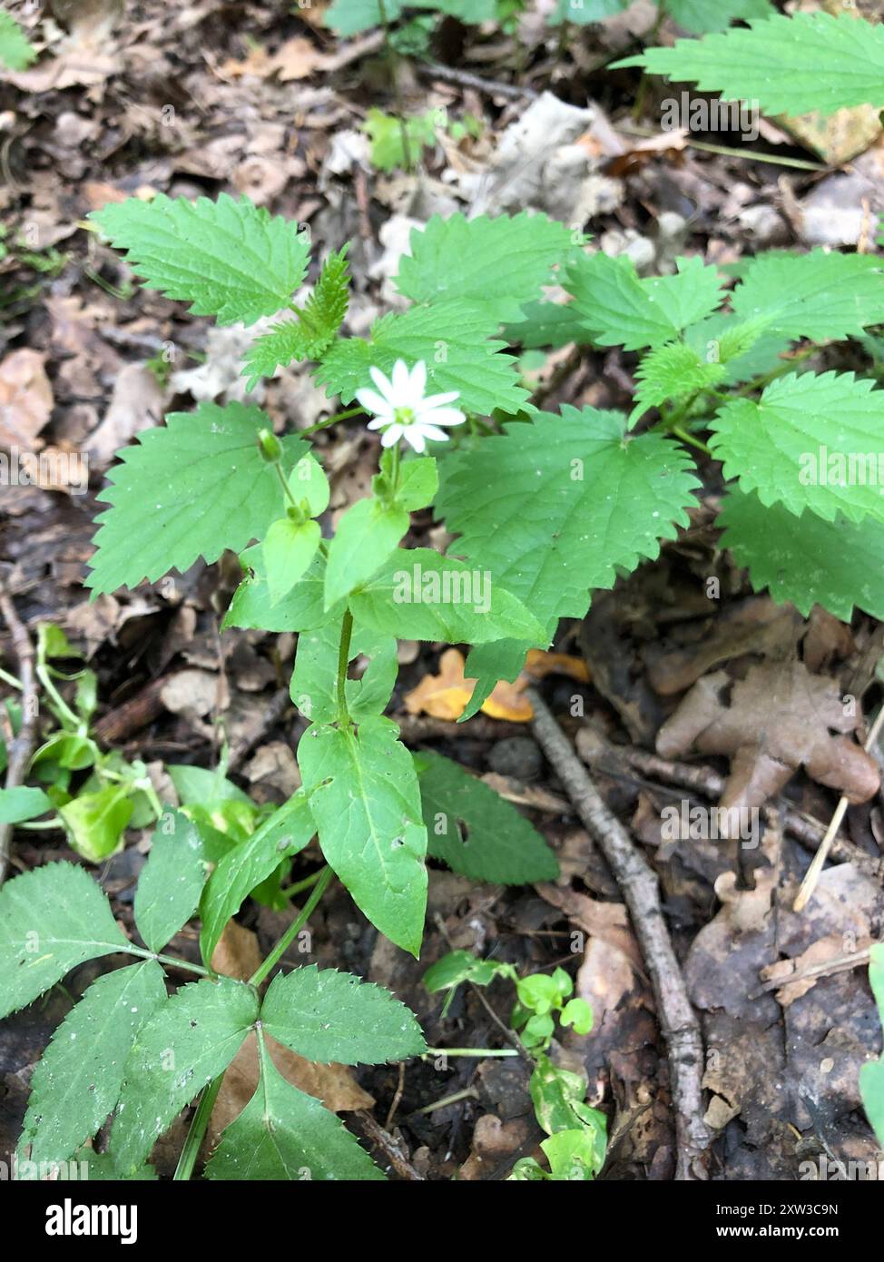 Water Chickweed (Stellaria aquatica) Plantae Stock Photo - Alamy