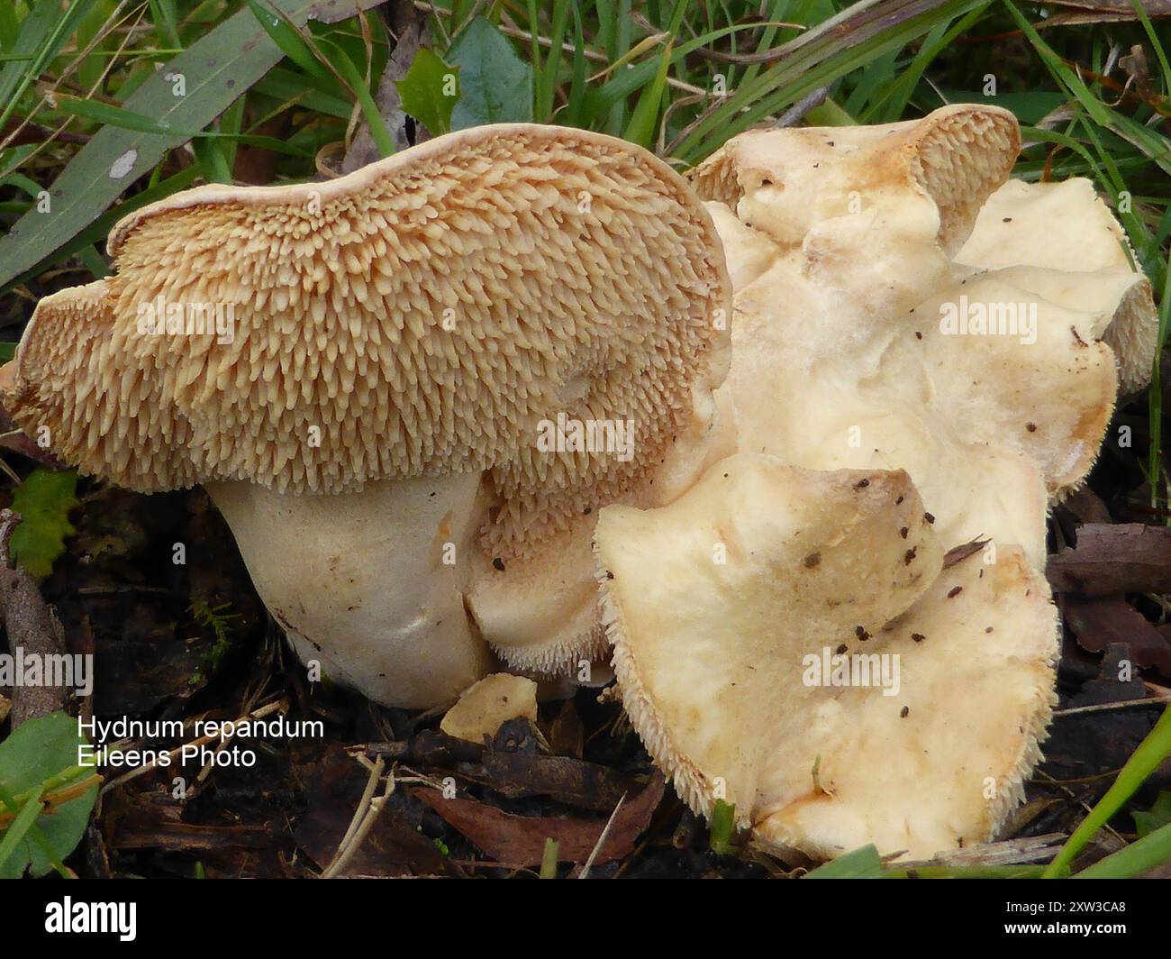 Wood Hedgehog (Hydnum repandum) Fungi Stock Photo - Alamy