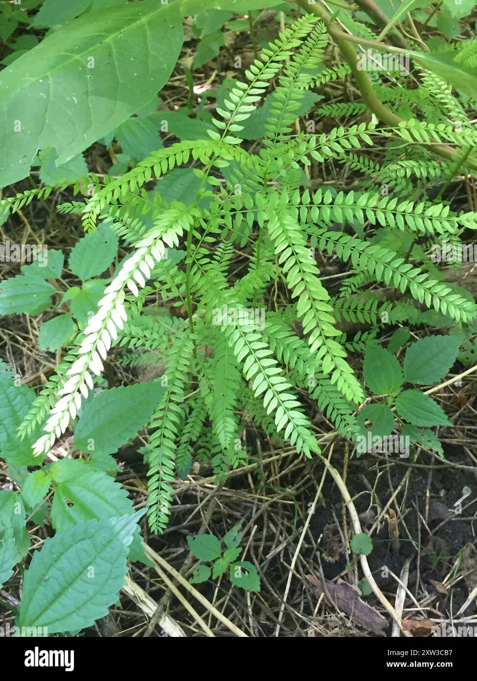 vascular plants (Tracheophyta) Plantae Stock Photo - Alamy