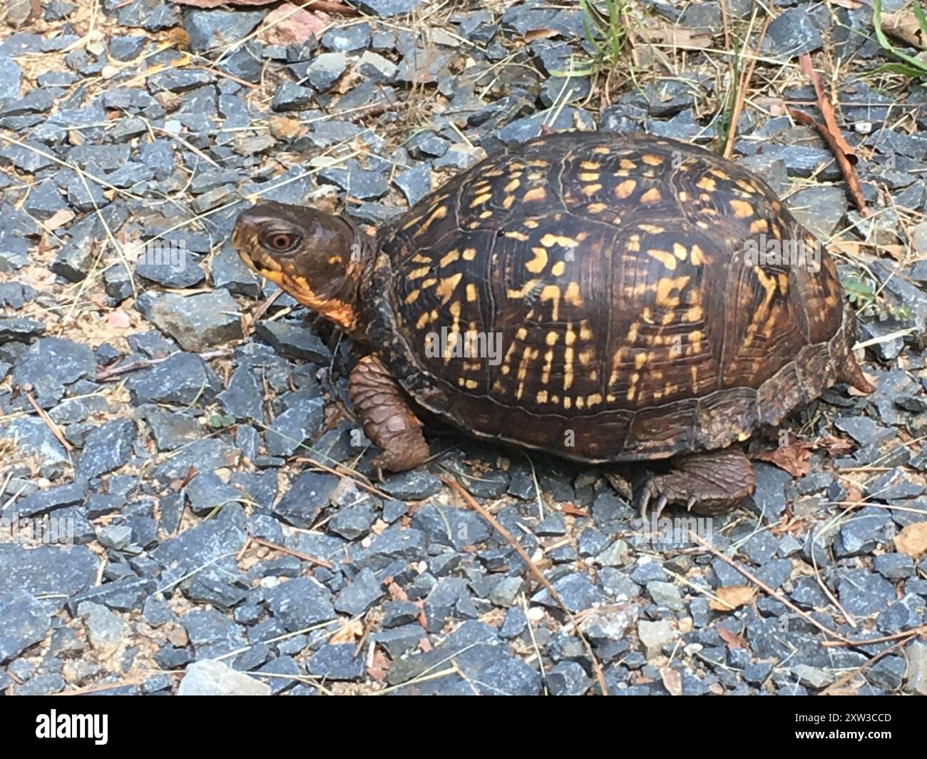 Eastern Box Turtle (Terrapene carolina carolina) Reptilia Stock Photo ...