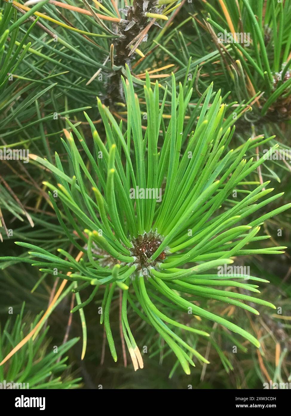 Shore Pine (Pinus contorta contorta) Plantae Stock Photo - Alamy