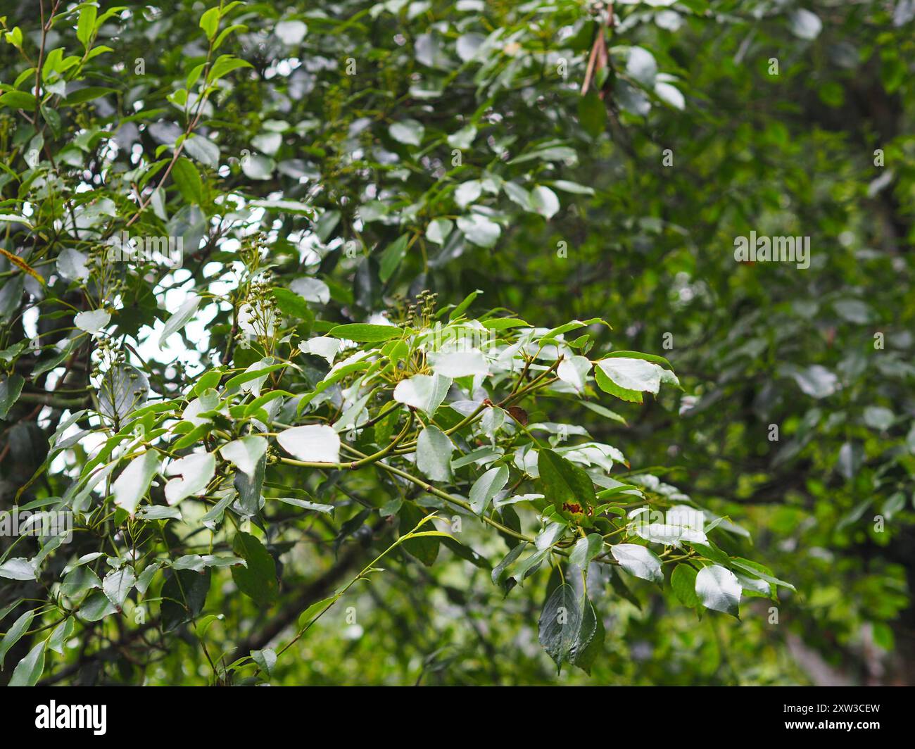 Cartwheel Tree (Trochodendron aralioides) Plantae Stock Photo - Alamy