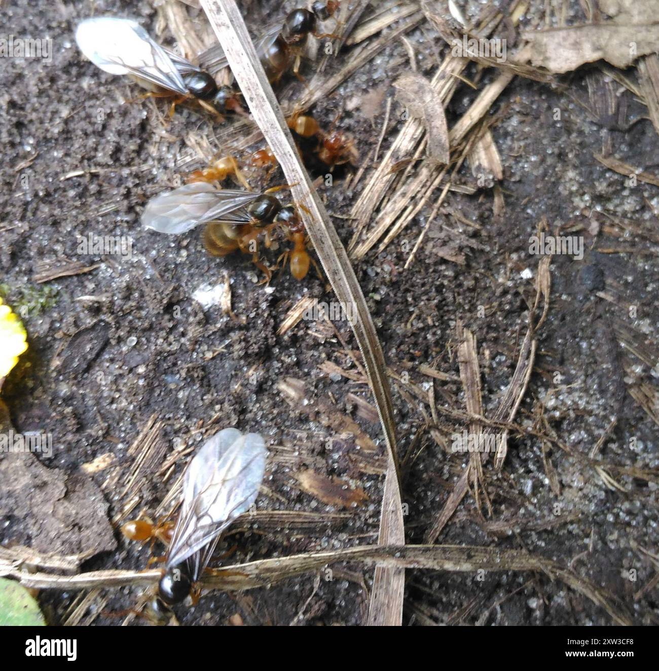 Citronella Ants, Fuzzy Ants, and Allies (Lasius) Insecta Stock Photo ...