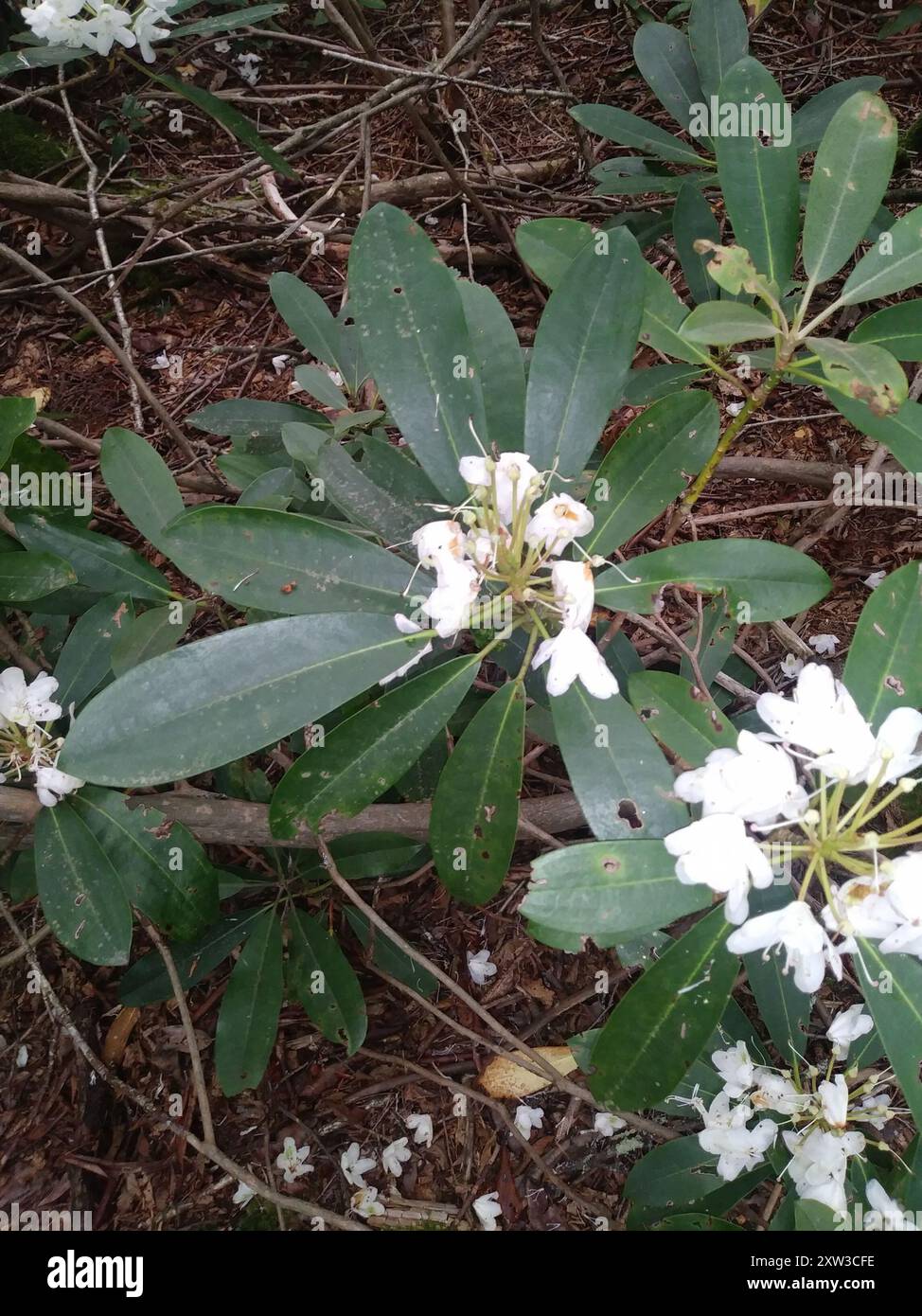 great rhododendron (Rhododendron maximum) Plantae Stock Photo - Alamy