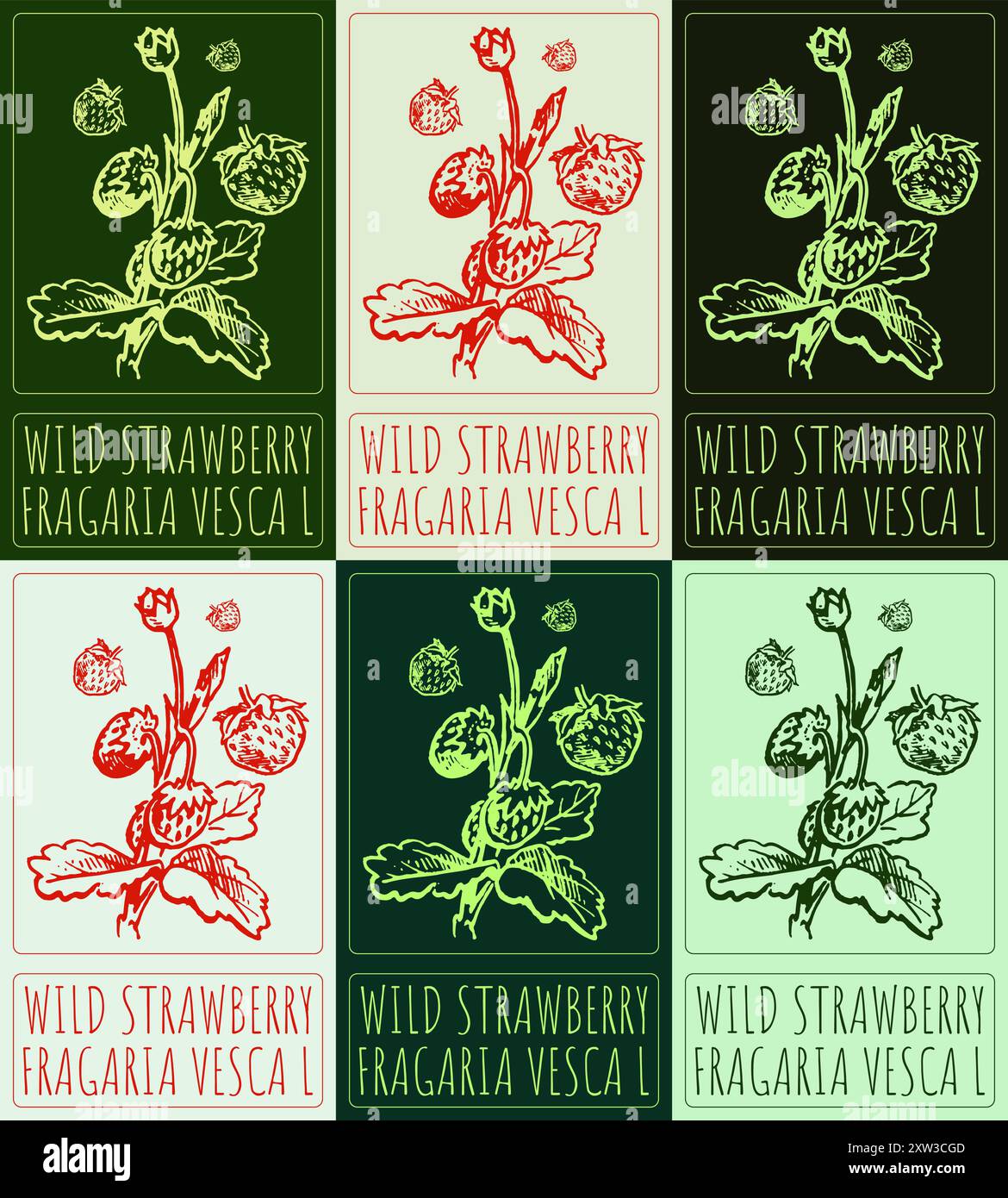 Fragaria vesca botanical Stock Vector Images - Alamy