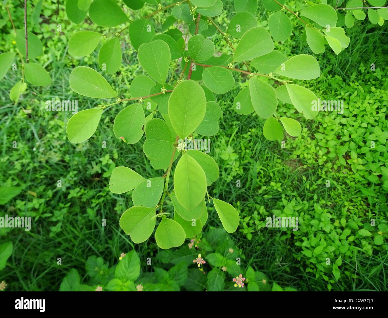 Asian spiderflower (Cleome viscosa) Plantae Stock Photo - Alamy