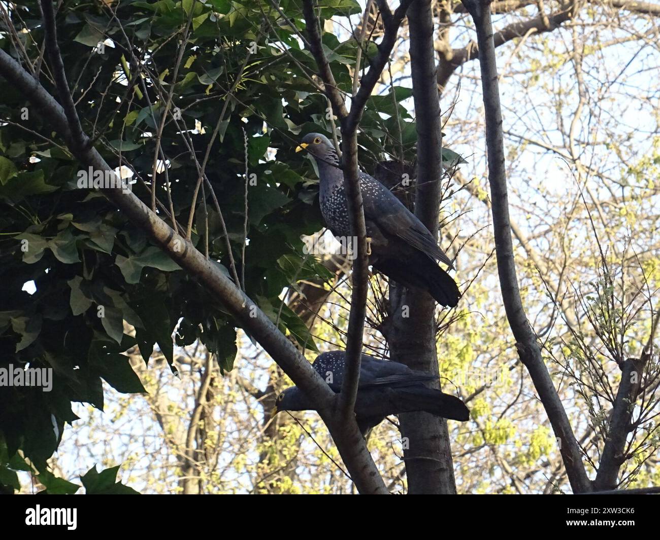Rameron Pigeon (Columba arquatrix) Aves Stock Photo - Alamy