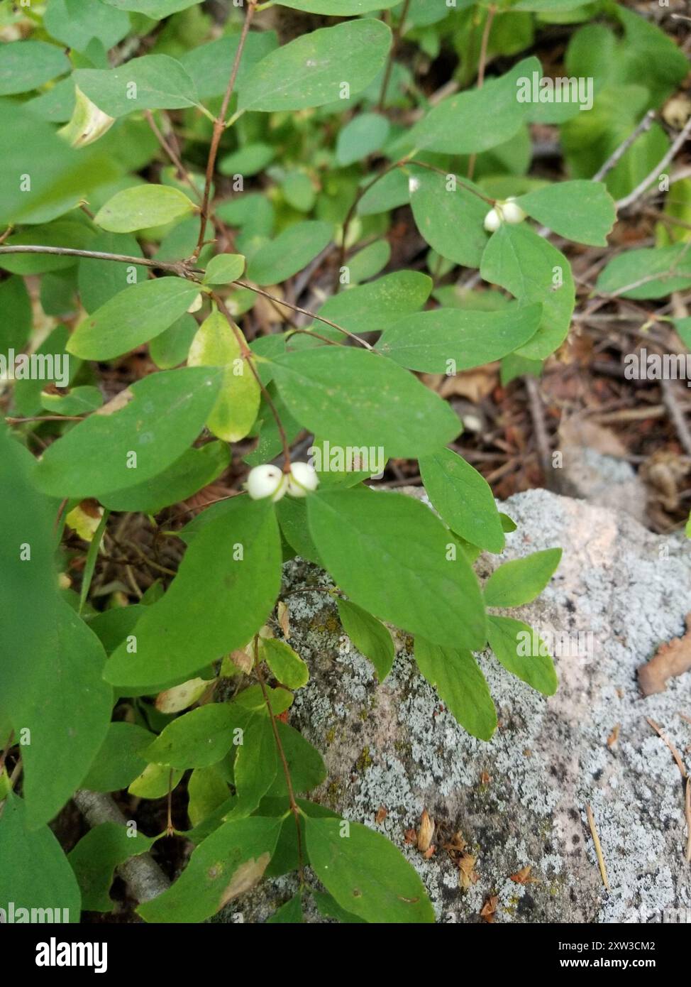 Common Snowberry (Symphoricarpos albus) Plantae Stock Photo - Alamy