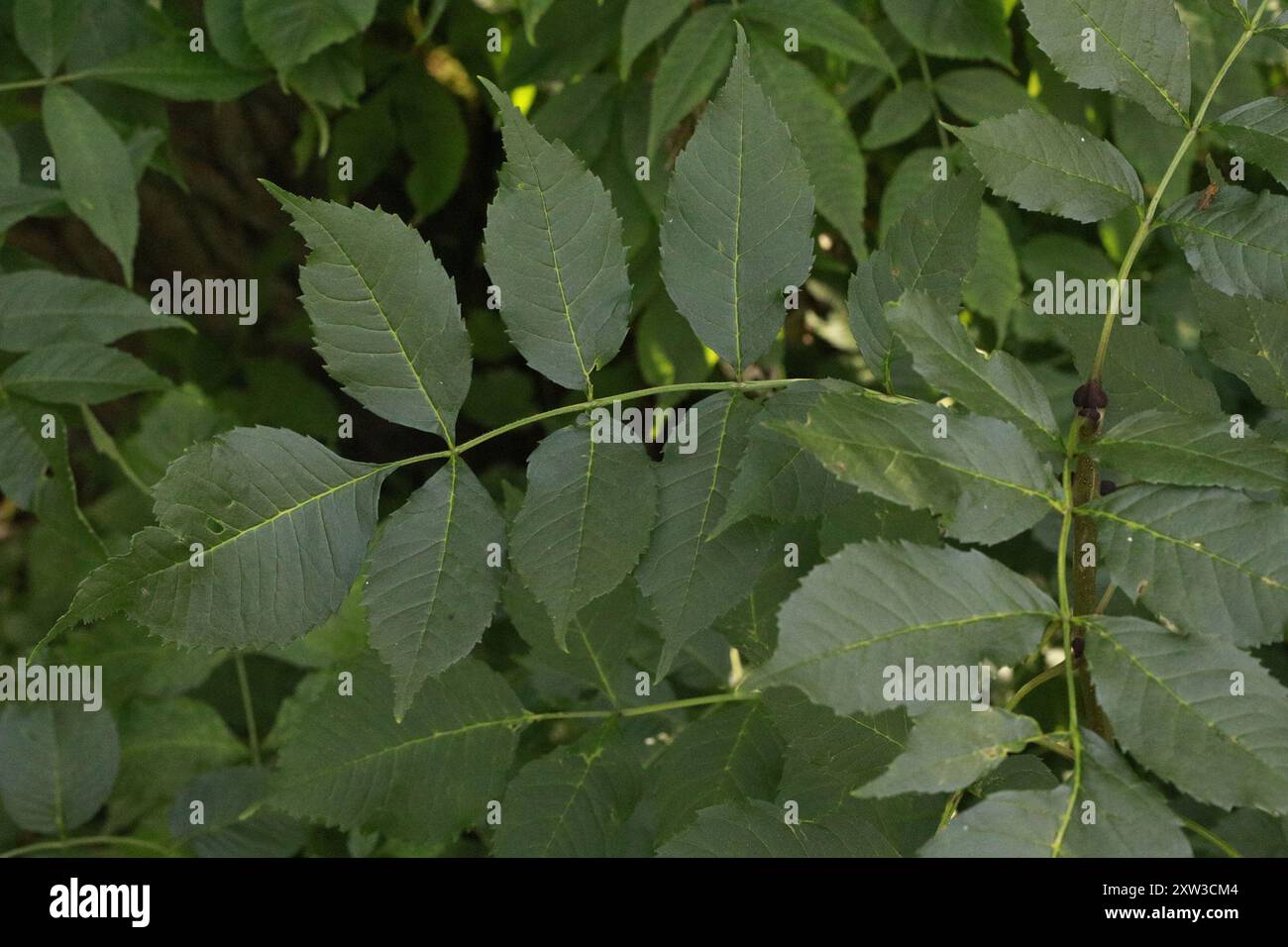 European ash (Fraxinus excelsior) Plantae Stock Photo - Alamy