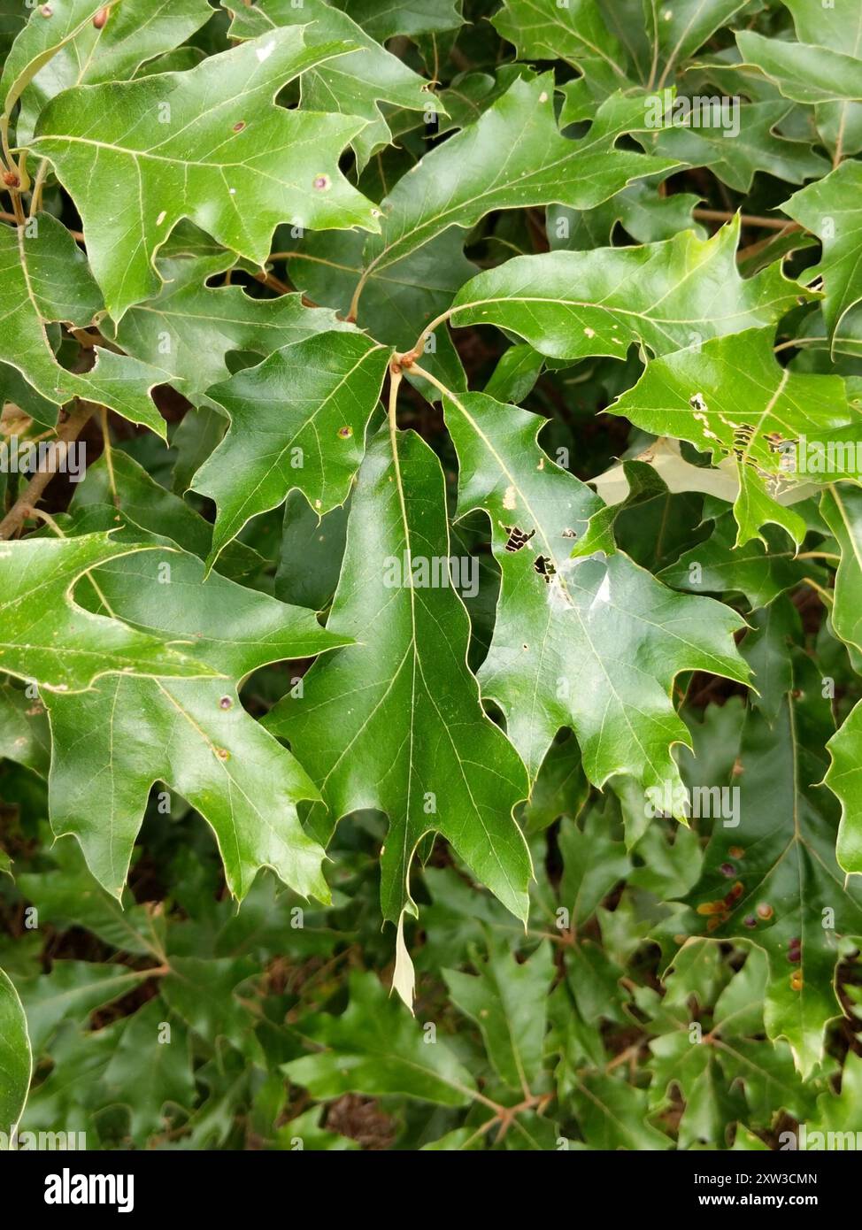 southern red oak (Quercus falcata) Plantae Stock Photo - Alamy