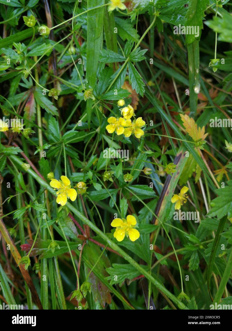 Tormentil (Potentilla erecta) Plantae Stock Photo - Alamy