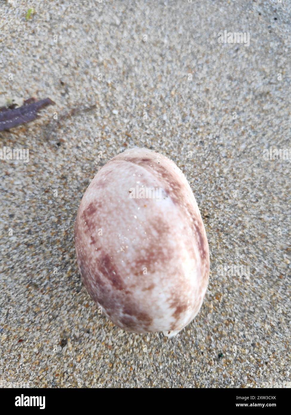 Bulla ampulla hi-res stock photography and images - Alamy