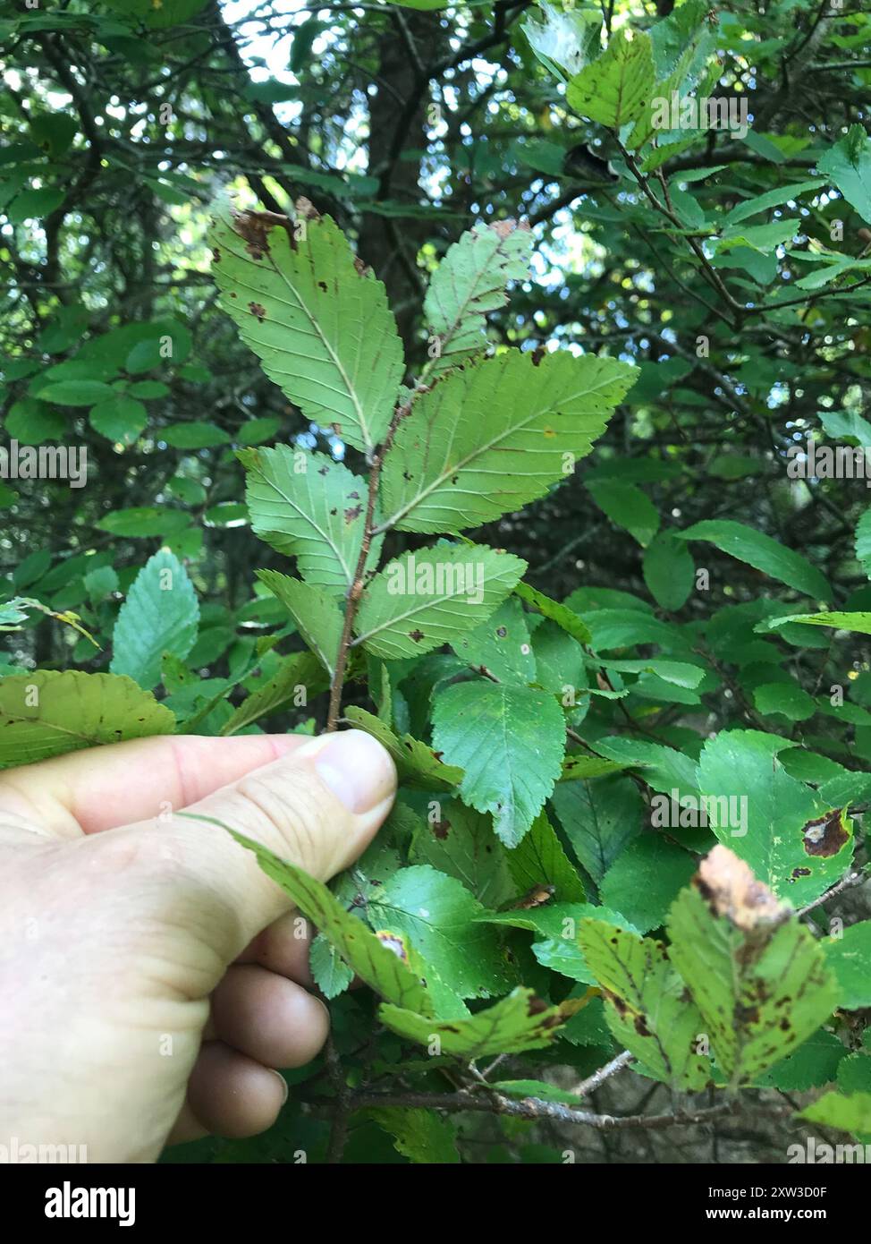 Cedar Elm (Ulmus crassifolia) Plantae Stock Photo - Alamy