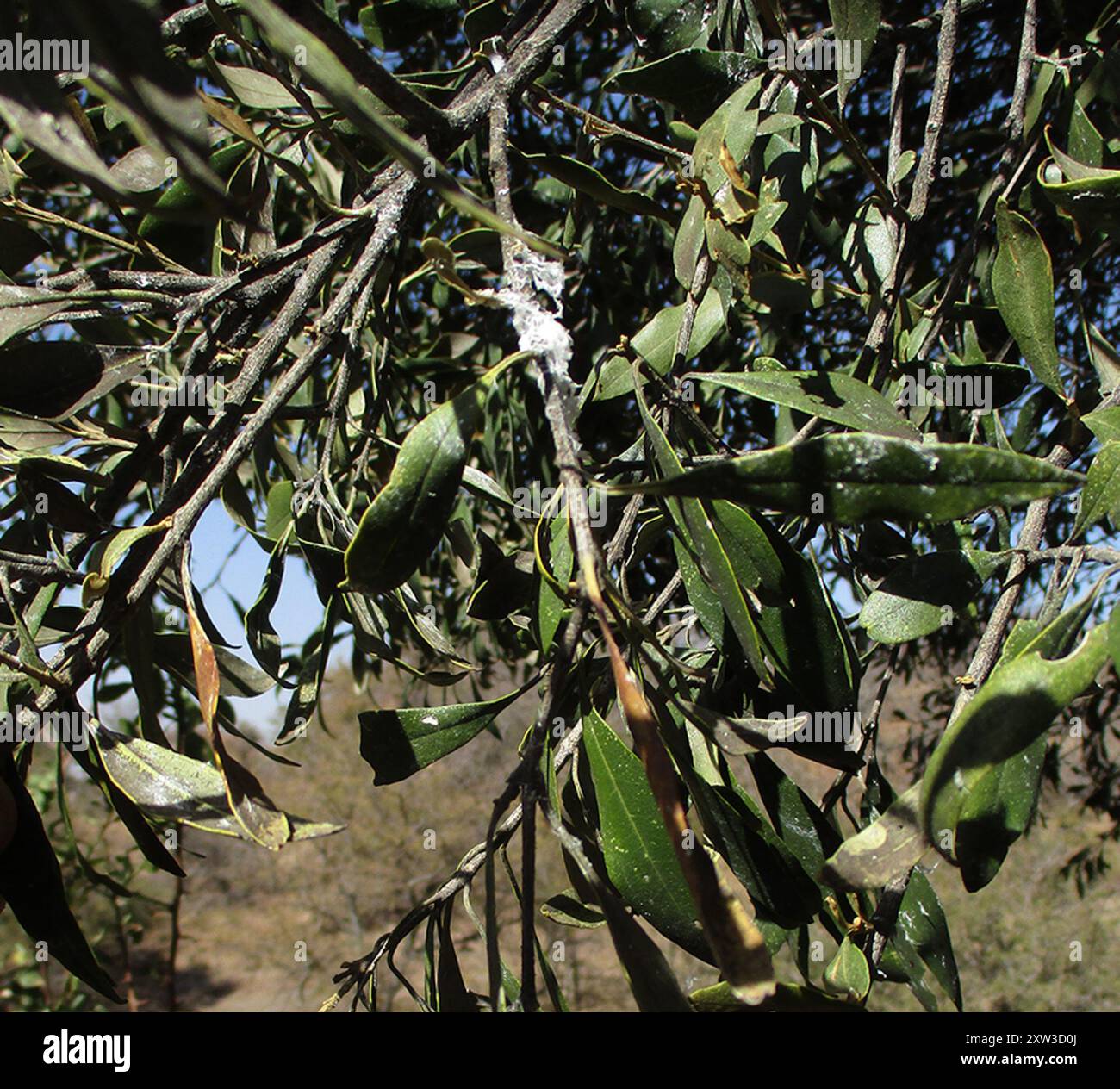 African olive (Olea europaea cuspidata) Plantae Stock Photo - Alamy