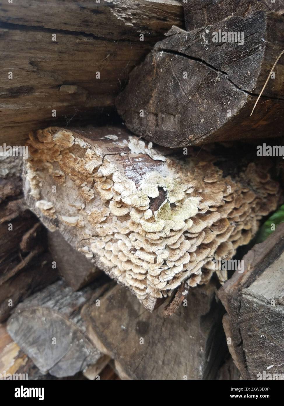 shelf fungi (Polyporales) Fungi Stock Photo - Alamy
