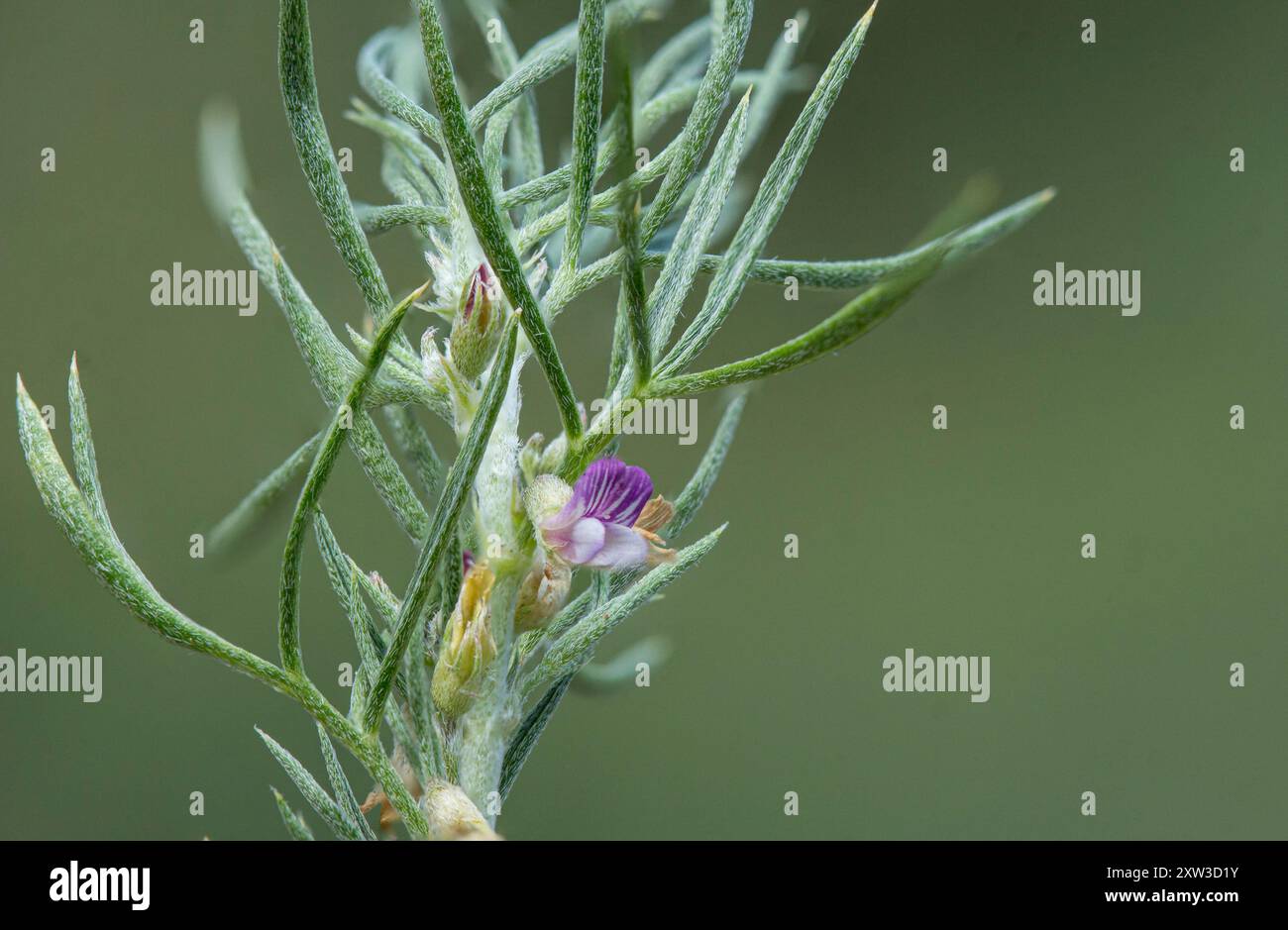 Spiny Milkvetch (Astragalus kentrophyta) Plantae Stock Photo - Alamy