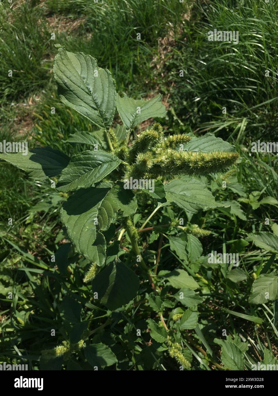 Redroot Amaranth (Amaranthus retroflexus) Plantae Stock Photo - Alamy