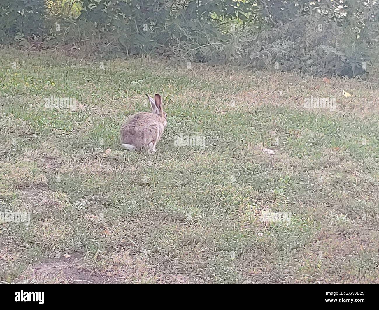 White-tailed Jackrabbit (Lepus townsendii) Mammalia Stock Photo - Alamy