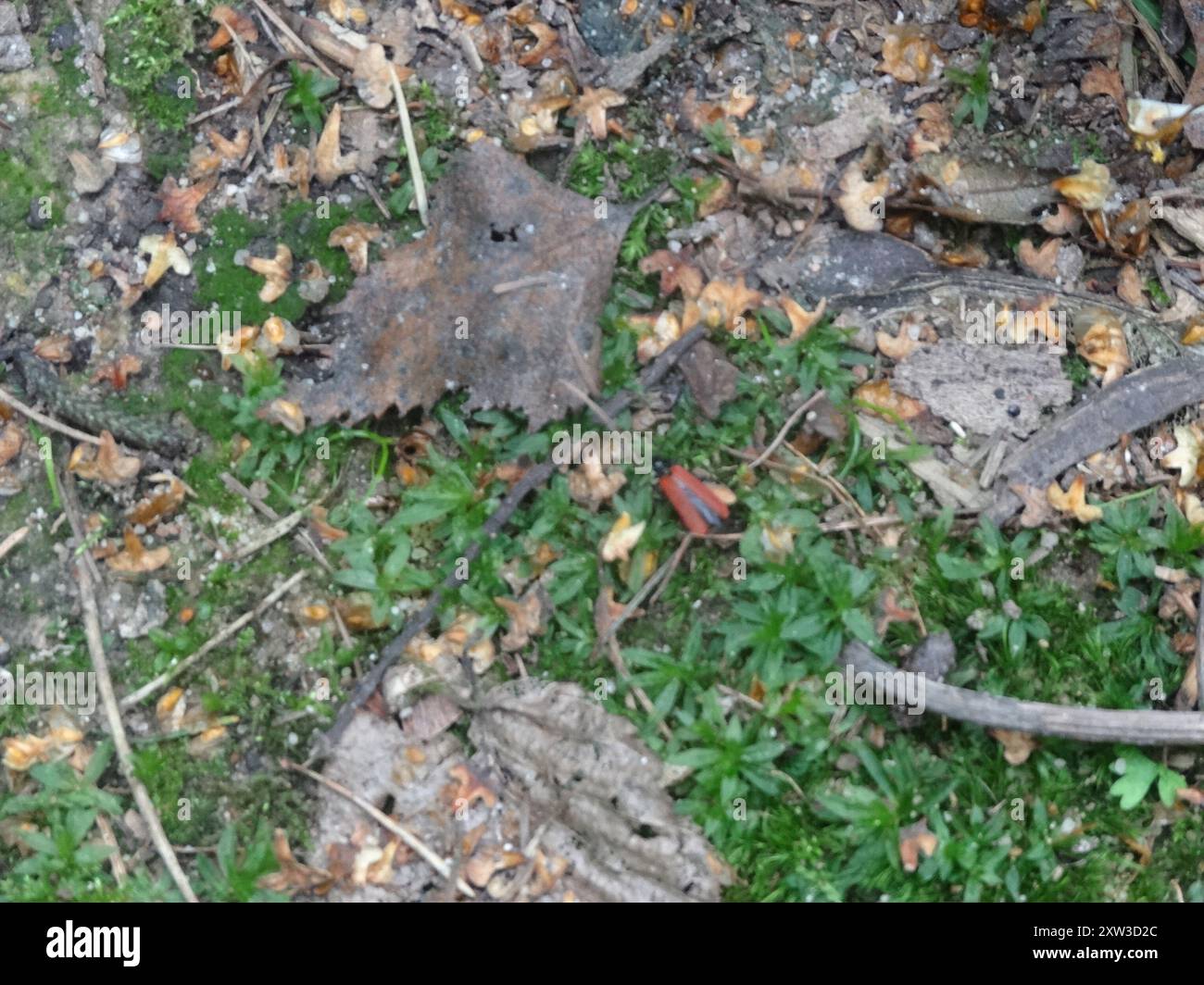 (Platycis minutus) Insecta Stock Photo - Alamy