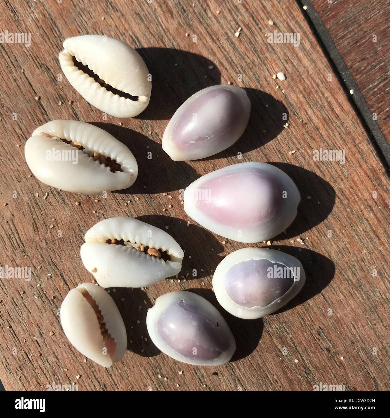 Money Cowry (Monetaria moneta) Mollusca Stock Photo - Alamy