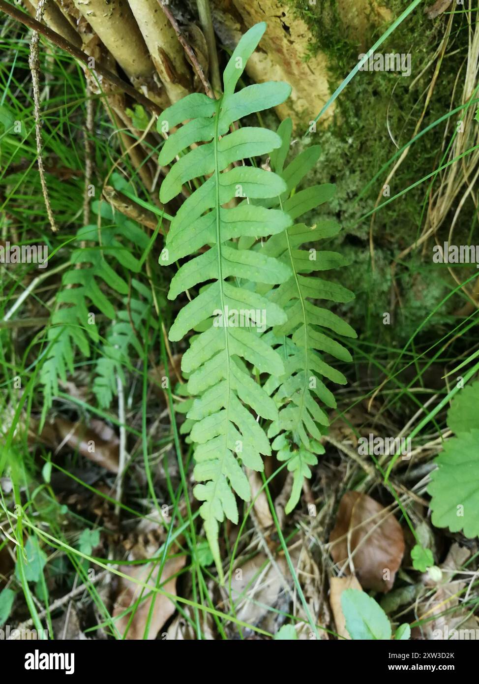 common polypody (Polypodium vulgare) Plantae Stock Photo - Alamy