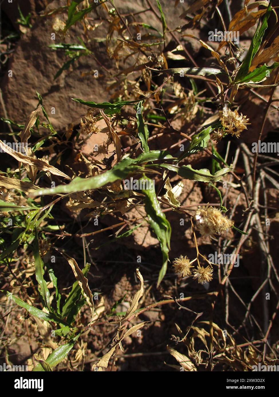 Psiadia punctulata hi-res stock photography and images - Alamy
