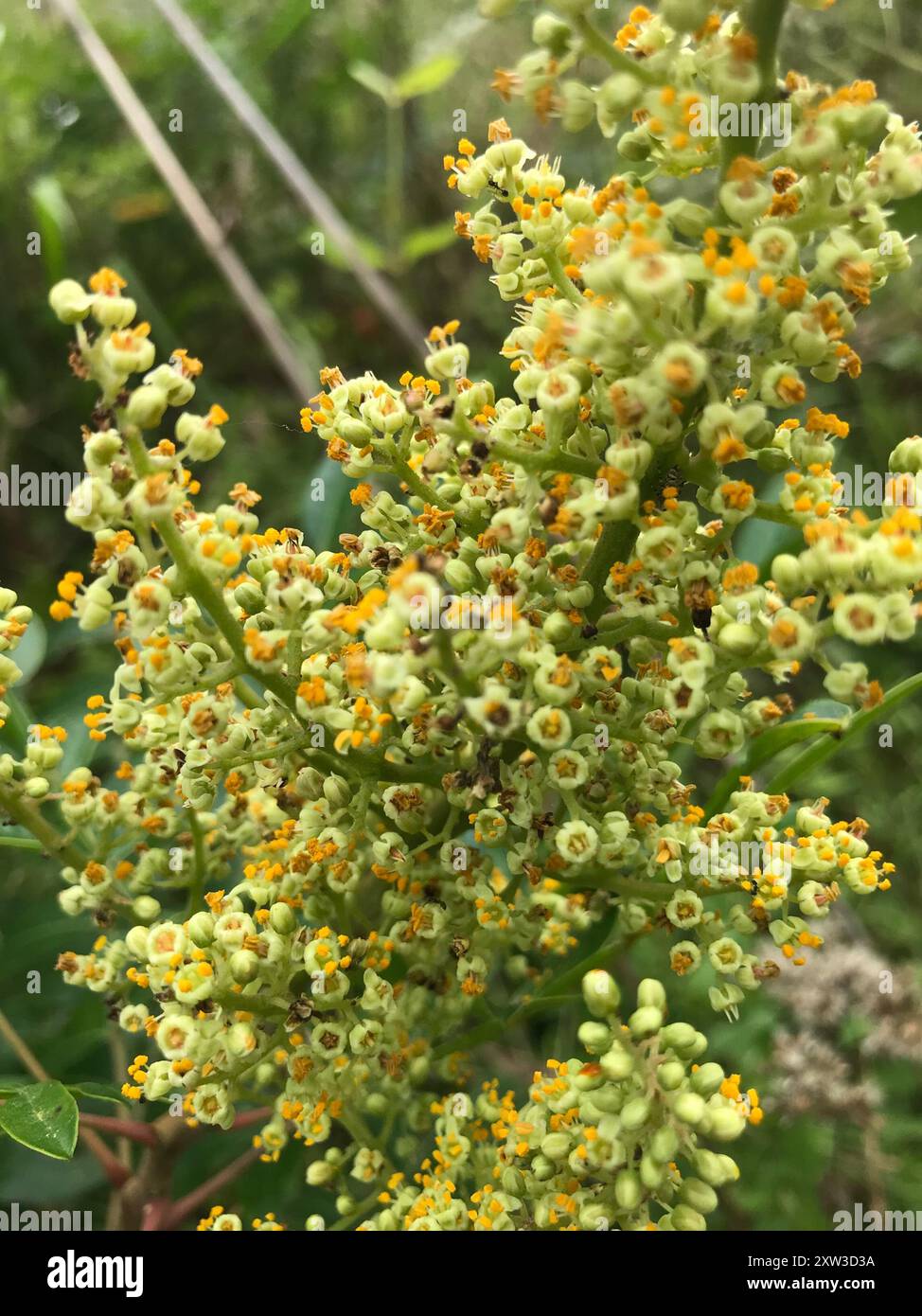 shining sumac (Rhus copallinum) Plantae Stock Photo - Alamy