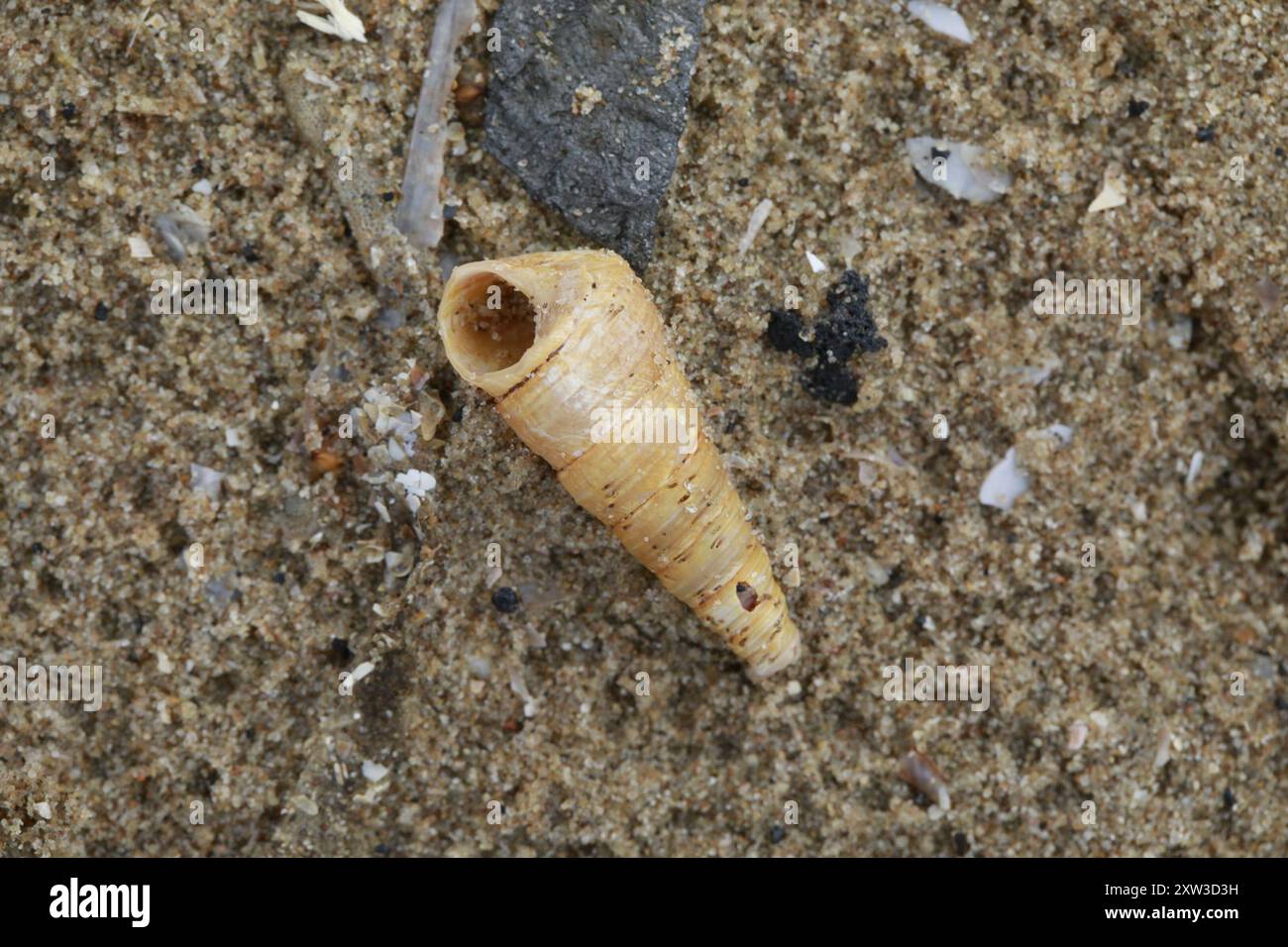 Common Tower Shell (Turritellinella tricarinata) Mollusca Stock Photo ...