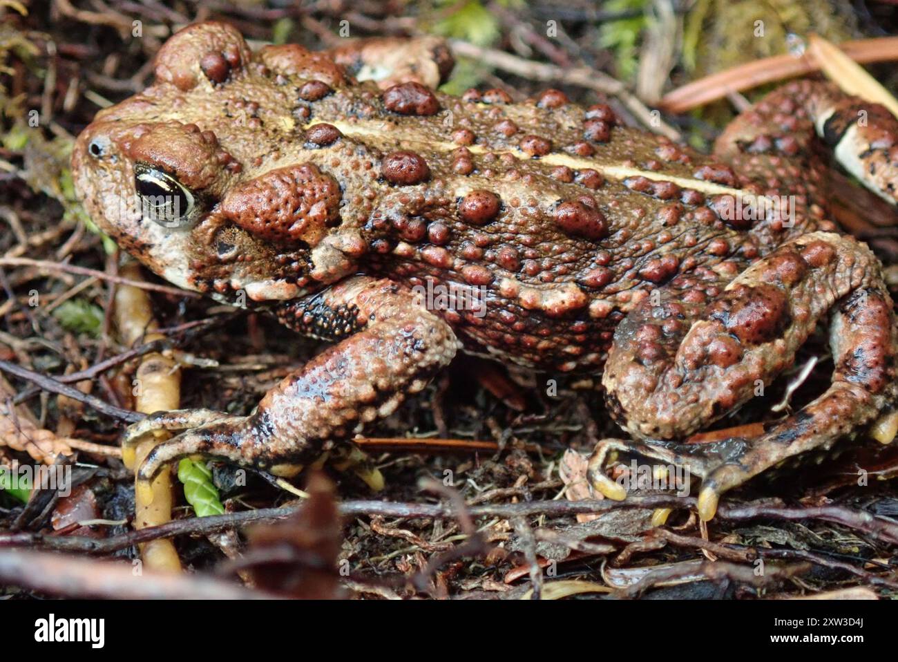Western Toad (Anaxyrus boreas) Amphibia Stock Photo - Alamy