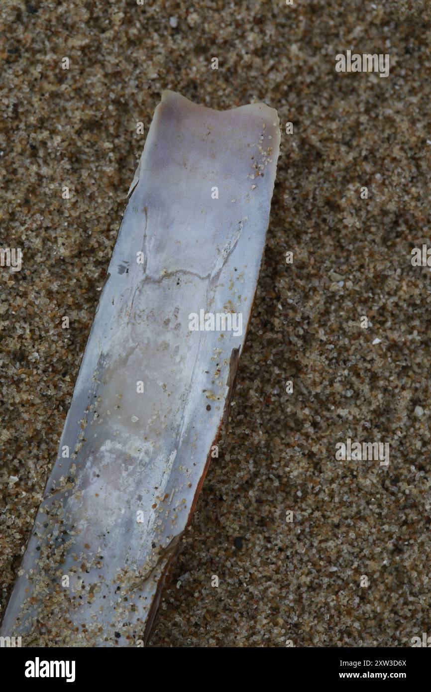 Atlantic Jackknife (Ensis leei) Mollusca Stock Photo - Alamy